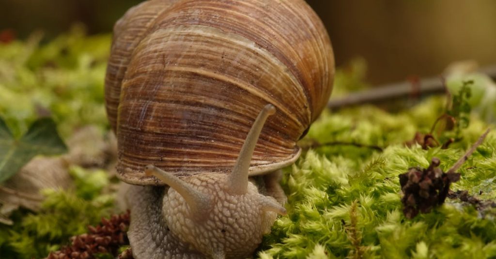 WordPress Slugs: 13 Expert Answers for Your Website