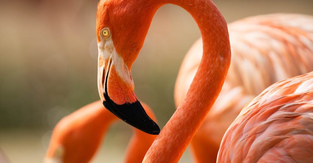 WordPress RSS Feed: 13 Expert Answers for Success